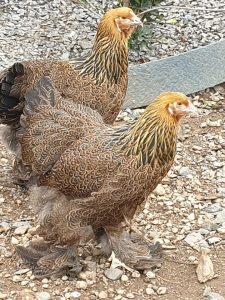 Poule Brahma - Biodiv'e