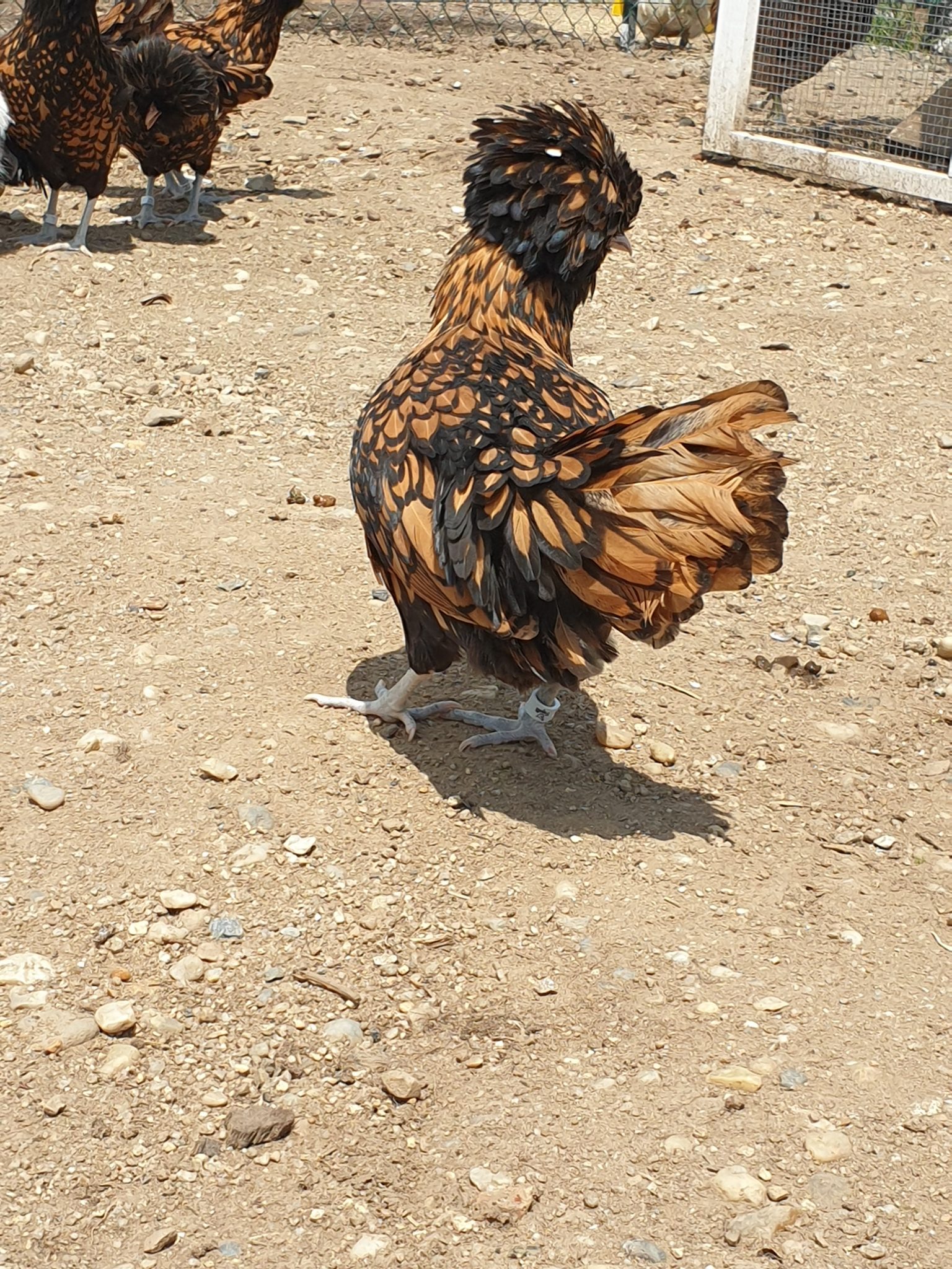 Poule Padoue - Biodiv'e