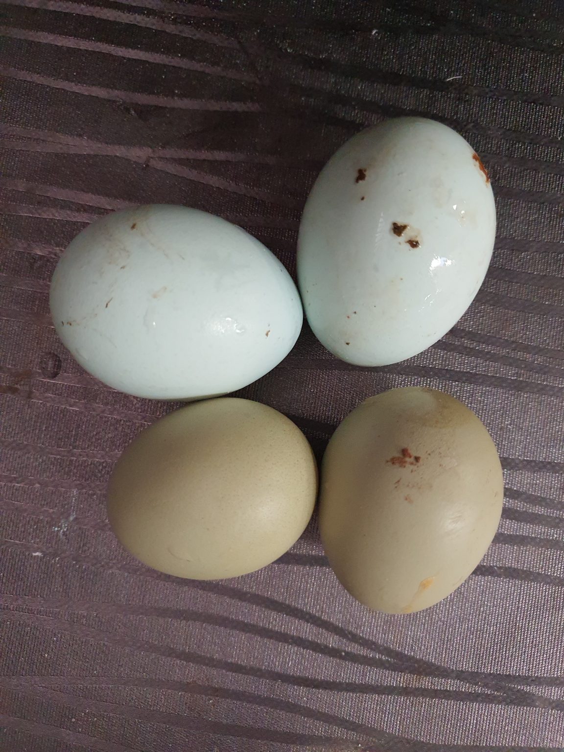 Poule Azur - Biodiv'e